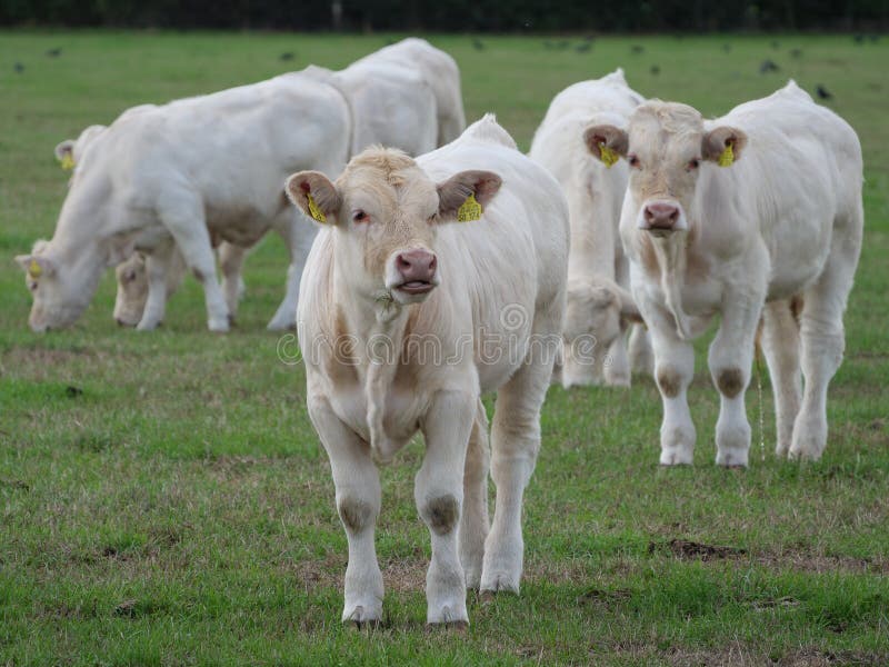 White cows in westphalia stock image. Image of animal - 257021735