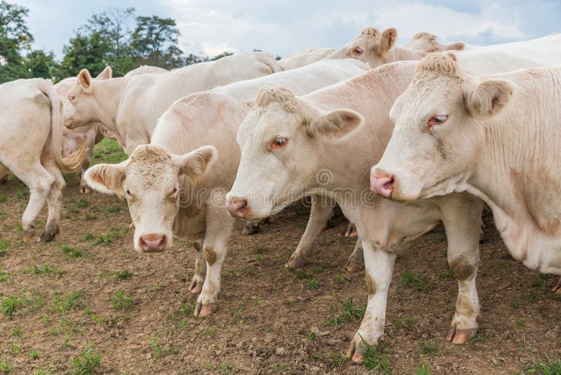 White cows stock image. Image of farm, holstein, eating - 72163175