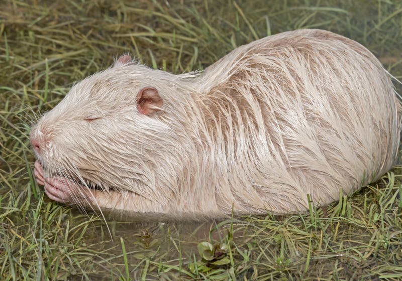 Coypu or River Rat or Nutria Stock Image - Image of natural, background ...