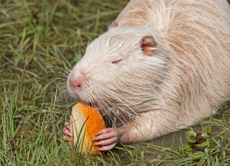 Coypu or River Rat or Nutria Stock Image - Image of animal, wild: 114261419