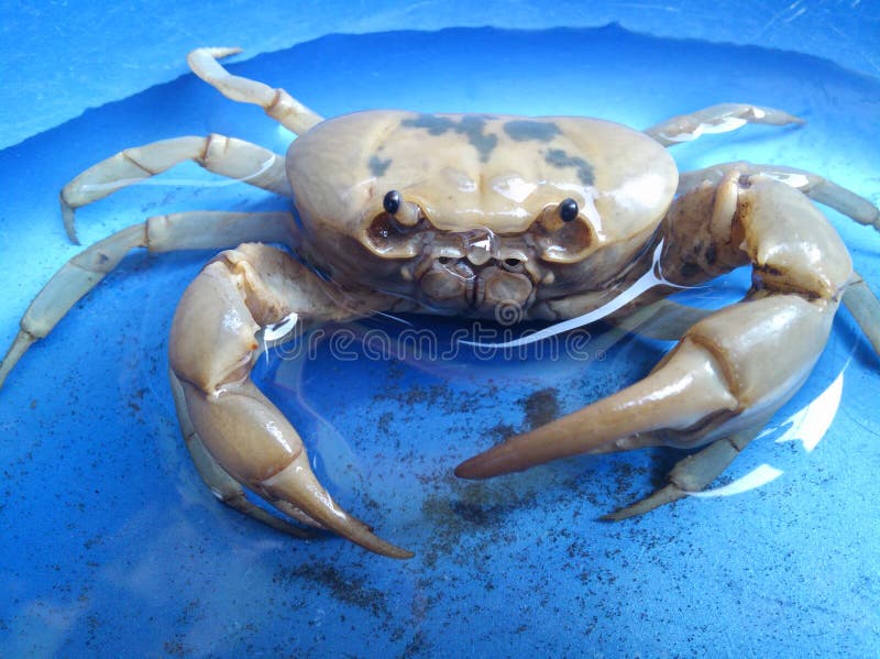 White crab stock image. Image of animal, white, crab - 115399623