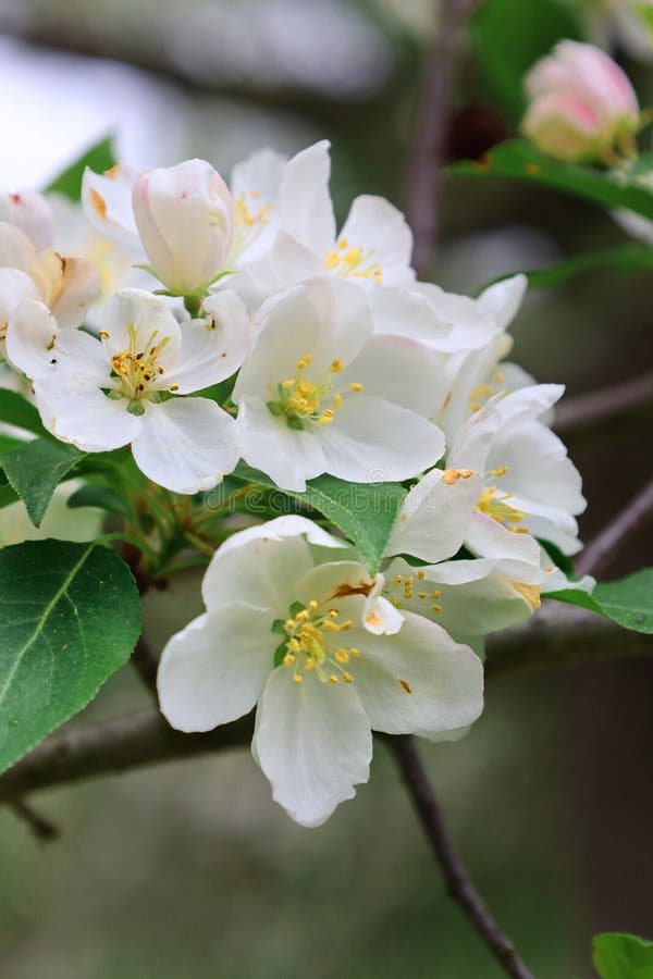 White Crab Apple Tree Blossom Stock Photo - Image of blossom, colorful ...