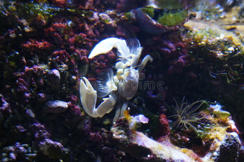 White Crab on a Aquarium Wall. Stock Image - Image of reef, white ...