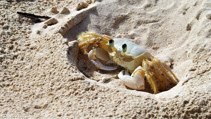 White crab on the beach stock image. Image of crab, wildlife - 199386771