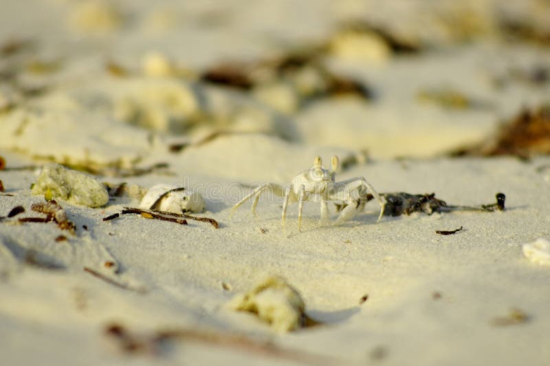The white crab stock image. Image of aquatic, antennae - 51087615