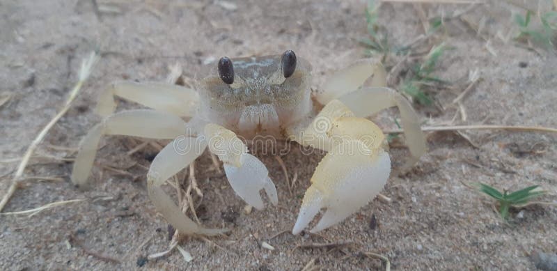 A white crab stock image. Image of beach, sitting, pale - 206093423