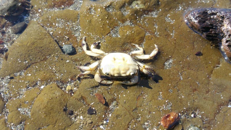 White crab stock photo. Image of sound, unique, puget - 50537118