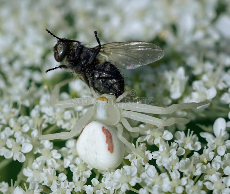 White Crab Spider on a Flower with Its Prey, a Fly. Stock Image - Image ...