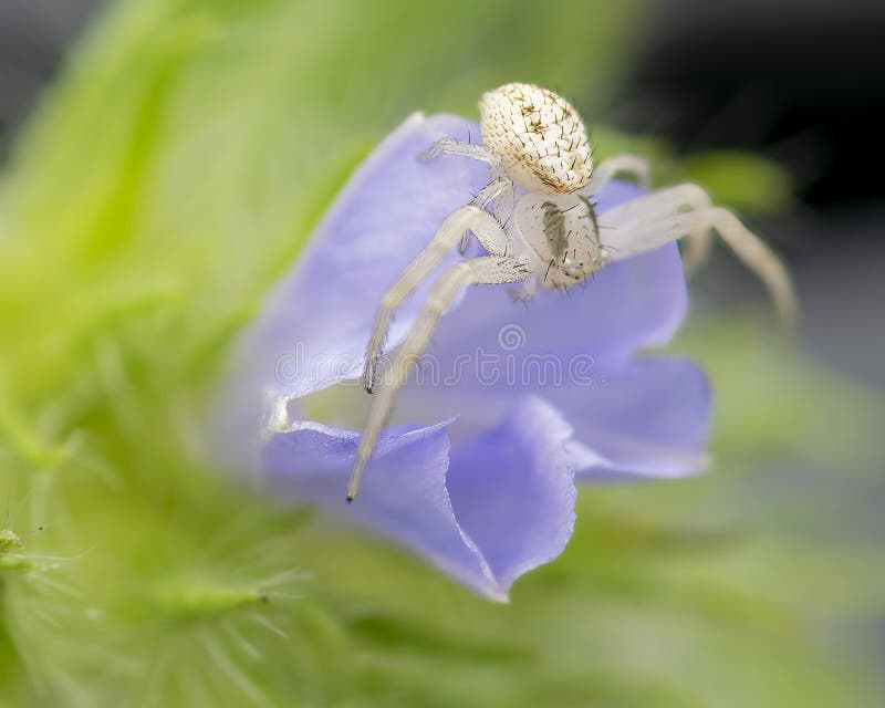 White Crab Spider stock image. Image of insect, crab - 262549191