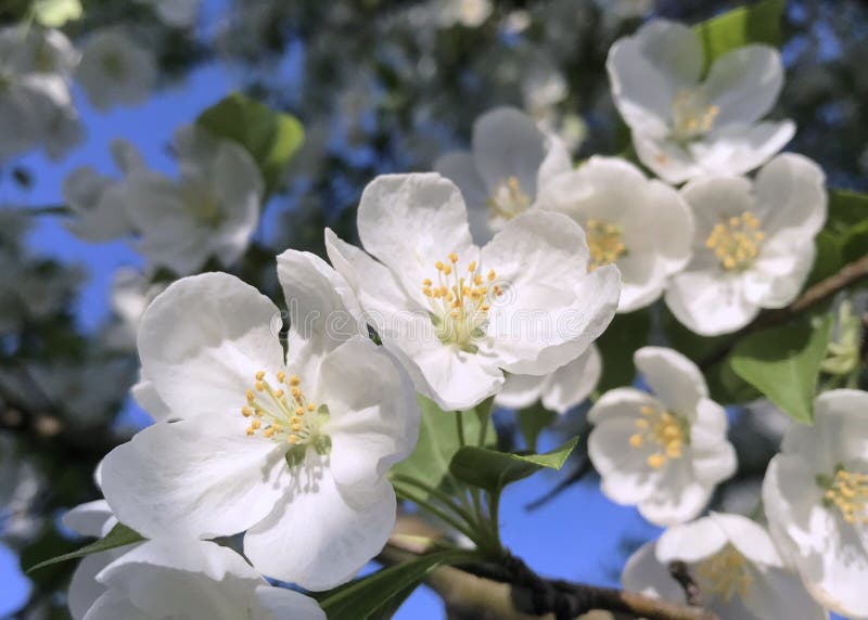 White crabapple blossoms stock image. Image of white - 139565809