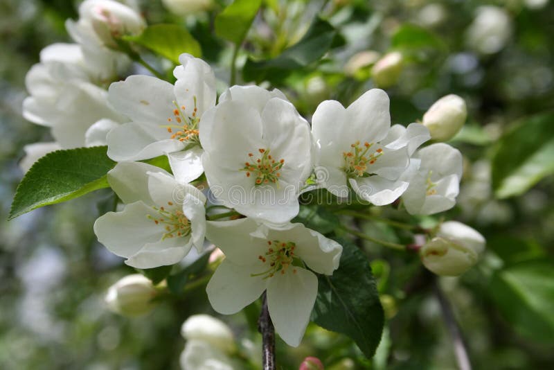 White Crabapple Flowers and Buds Stock Photo - Image of littlefork ...