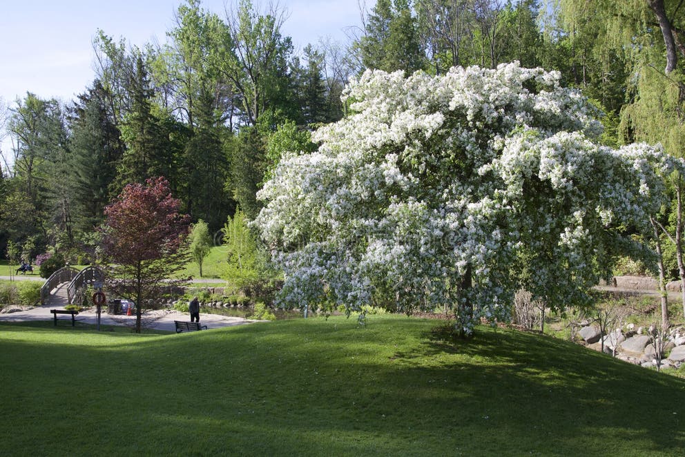 White Crabapple Tree in the Public Park in Springtime Stock Image ...