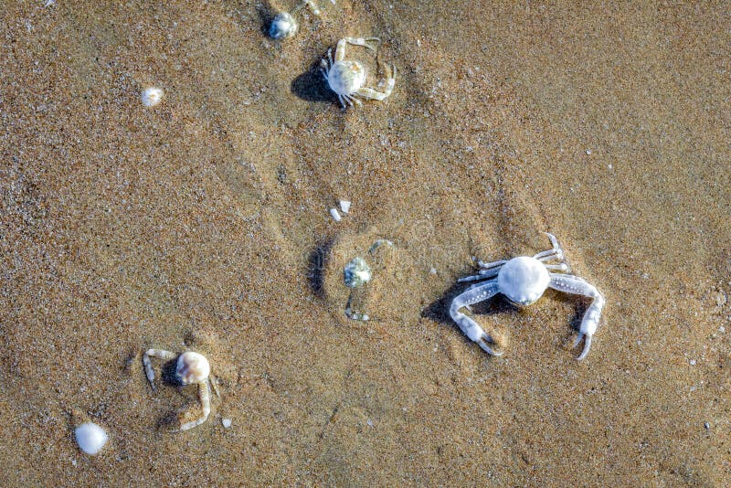 White Crabs Washed Out at Shors Stock Image - Image of sand, crabs ...