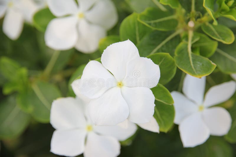 353,378 Image Searc Picture Stock Photos - Free & Royalty-Free Stock ...