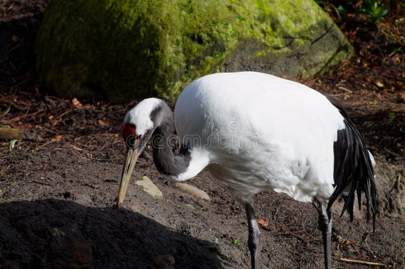 White Crane Bird Pecking on Ground Stock Photo - Image of rijn, pecking ...