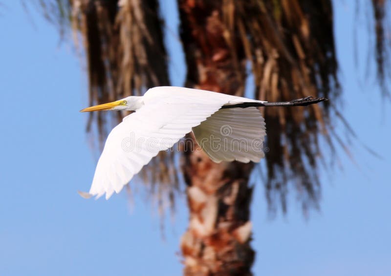 Flying Crane in Florida stock image. Image of wings - 297462711