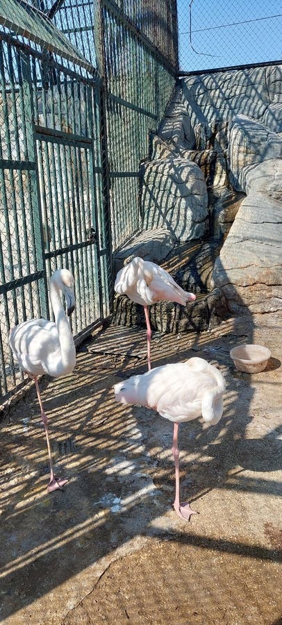 White Crane with One Leg Inside the Cage Zoo Stock Photo - Image of ...