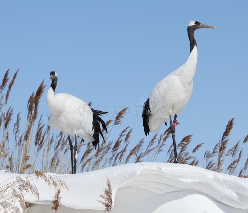 Crane stock image. Image of shorebird, love, winter, snow - 98908121