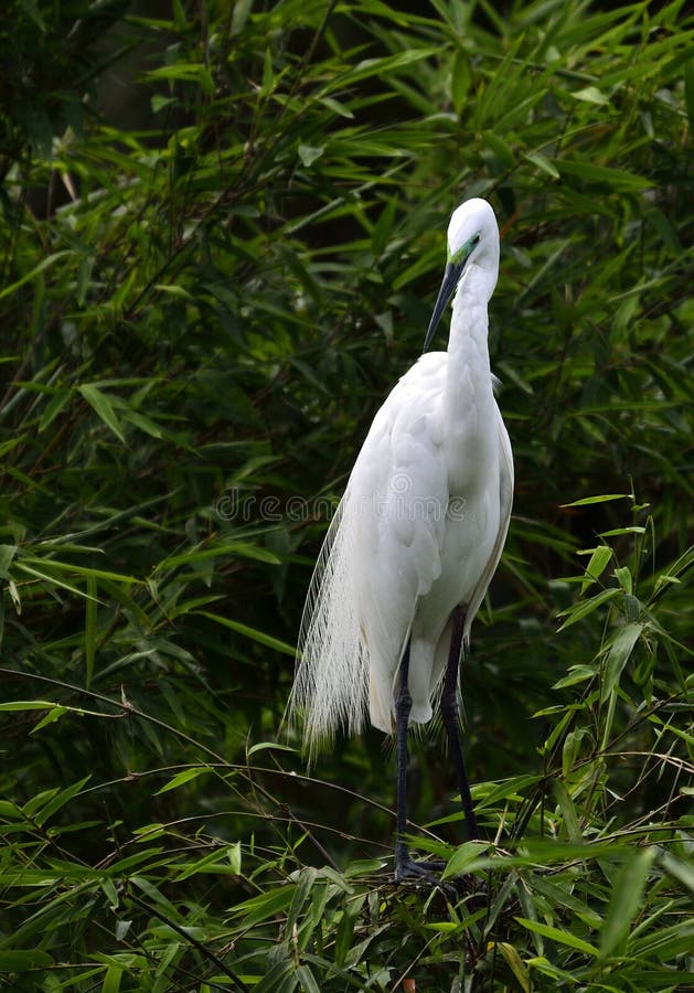 The White Crane stock photo. Image of bird, wildlife - 35058184