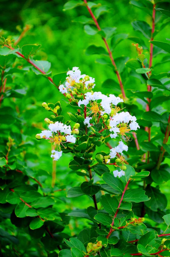 White crape myrtle flower stock image. Image of leaf - 331863377