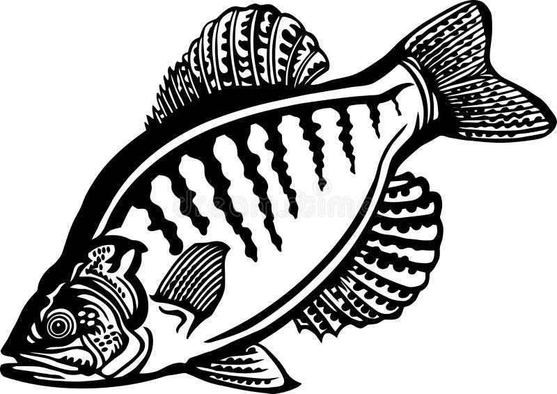 White Crappie - American Fishes - Logo Fish Stock Photo - Illustration ...