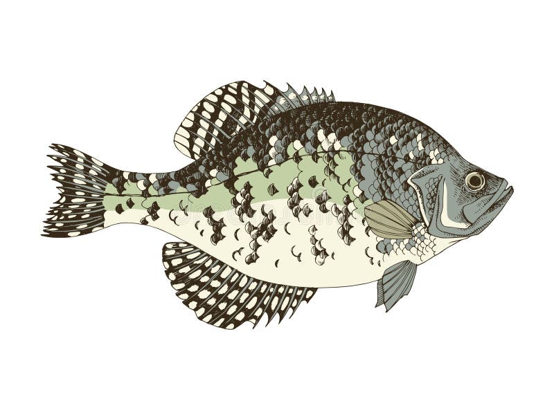 White Crappie. Fresh Water Fish Stock Vector - Illustration of nature ...