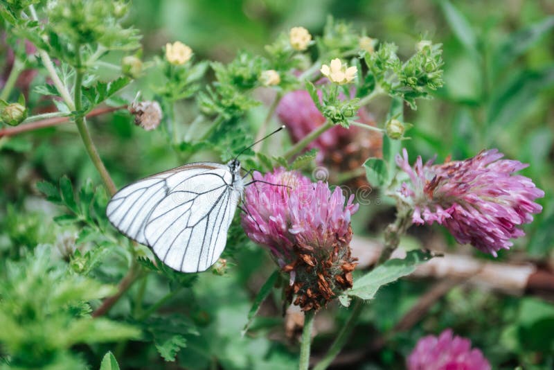 White Crataegi Butterfly on Red Clover Stock Image - Image of detail ...