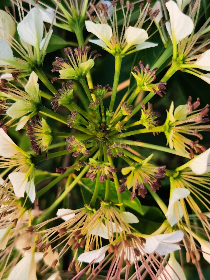 White Crateva Magna Flower Close-up View Stock Image - Image of view ...