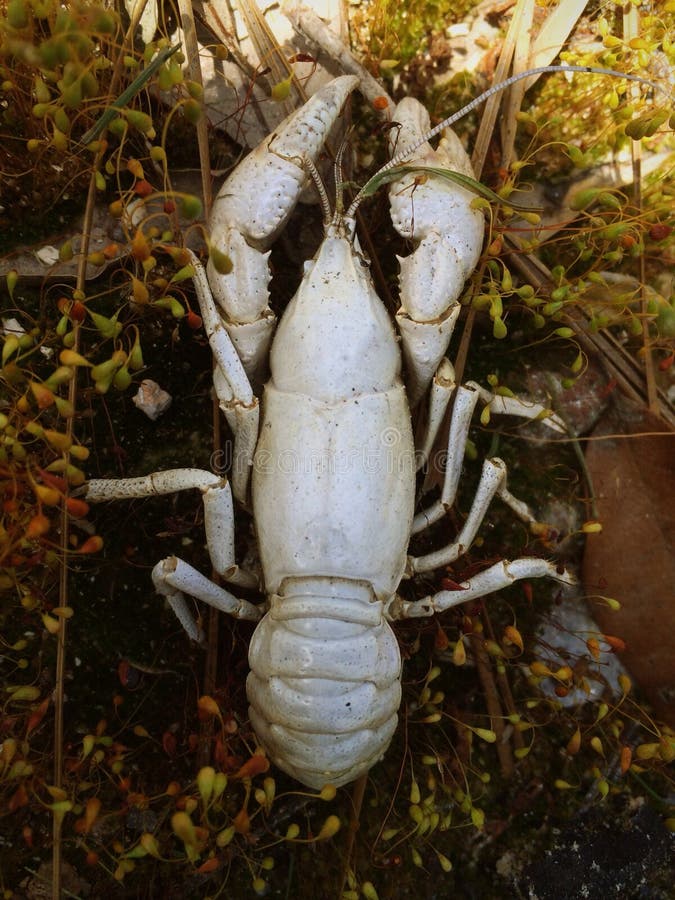 White crayfish stock photo. Image of bleached, crayfish - 43641756