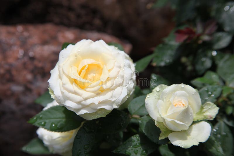 White, Cream Rose on the Background of the Stones. Bright Flowers on a ...
