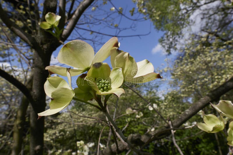 Cornus Florida Shrub in Bloom Stock Photo - Image of green, garden ...