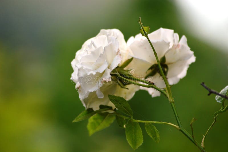 White creeper rose bloomed stock photo. Image of petal - 285147292