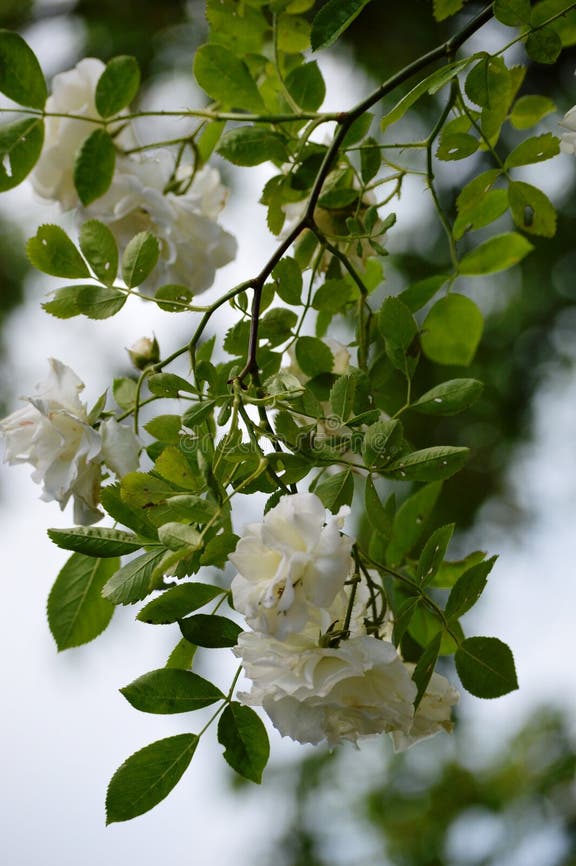 White creeper rose bloomed stock image. Image of food - 285147343