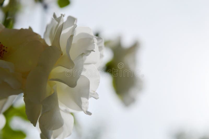 White creeping roses stock photo. Image of white, creeping - 186248116