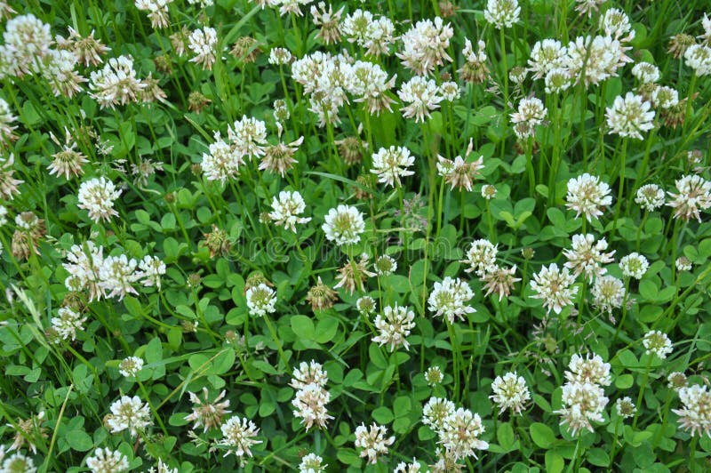 White Creeping (Trifolium Repens) Clover Grows in Nature Stock Photo ...