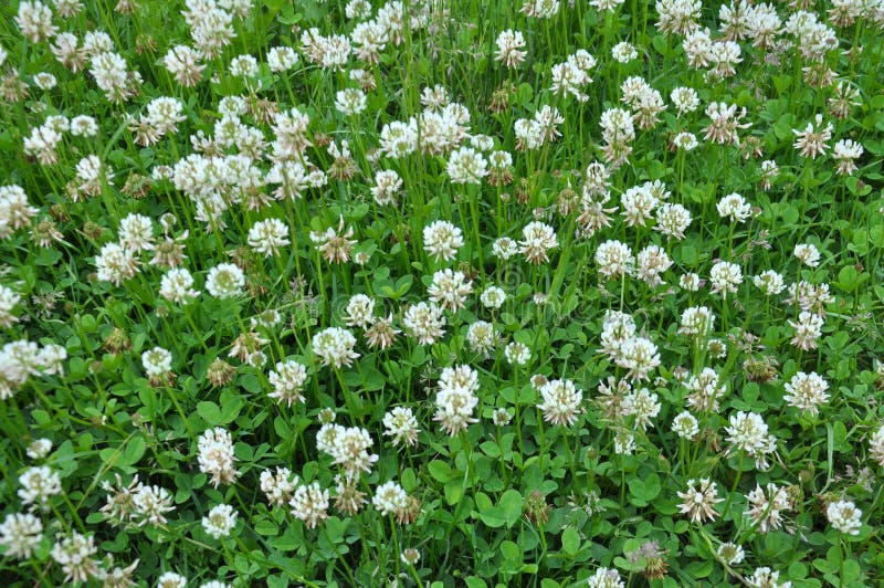 The Red Clover Grows in the Meadow Stock Image - Image of blossom, leaf ...