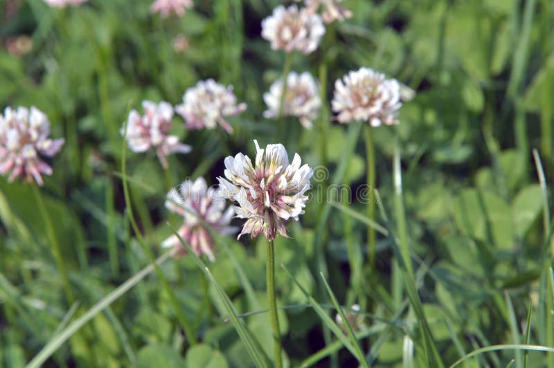 The Red Clover Grows in the Meadow Stock Image - Image of blossom, leaf ...