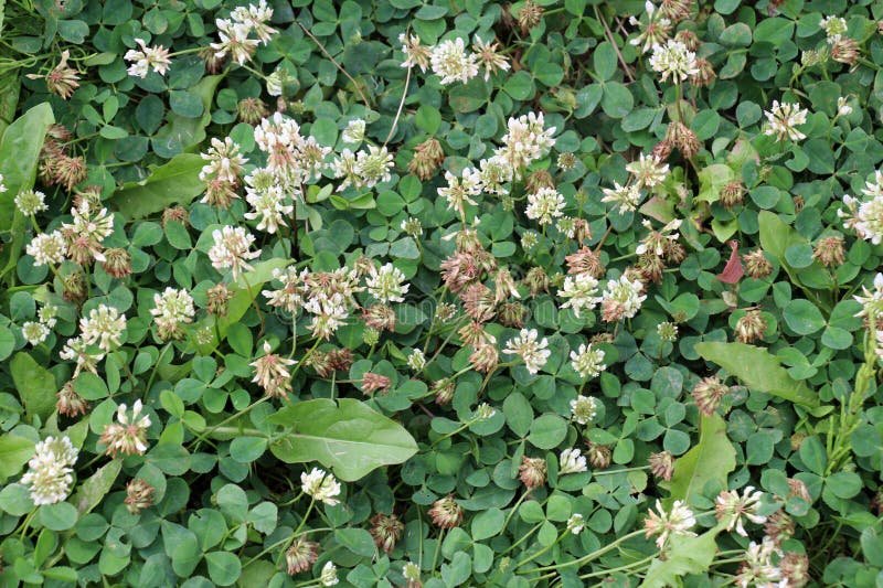 The Red Clover Grows in the Meadow Stock Image - Image of blossom, leaf ...