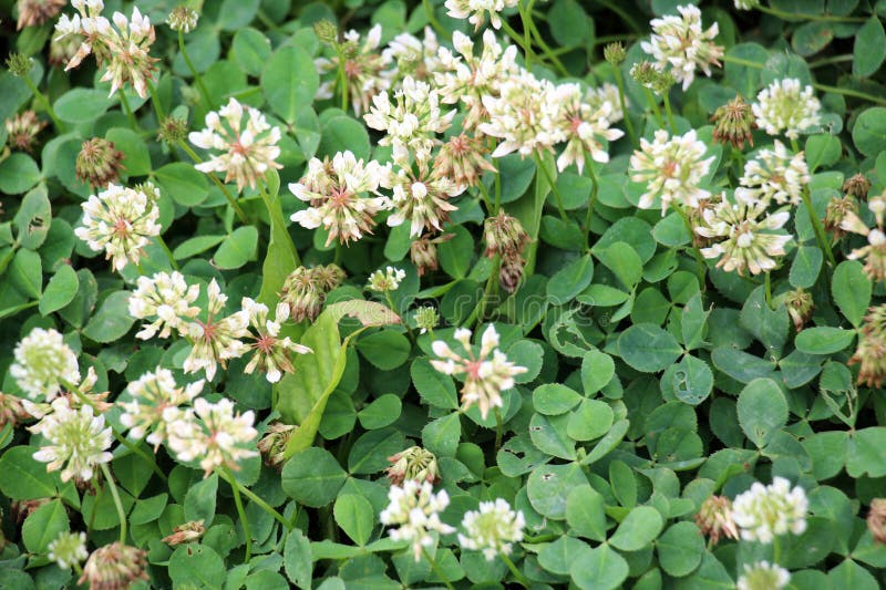 The Red Clover Grows in the Meadow Stock Image - Image of blossom, leaf ...
