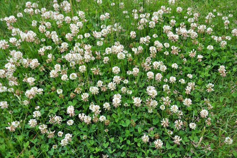 White Creeping (Trifolium Repens) Clover Grows in Nature Stock Photo ...