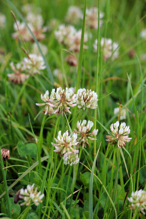 White Creeping (Trifolium Repens) Clover Grows in Nature Stock Photo ...