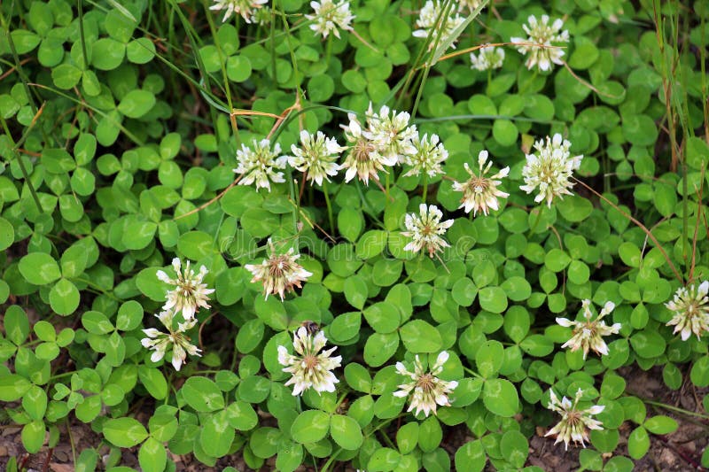 White Creeping (Trifolium Repens) Clover Grows in Nature Stock Photo ...