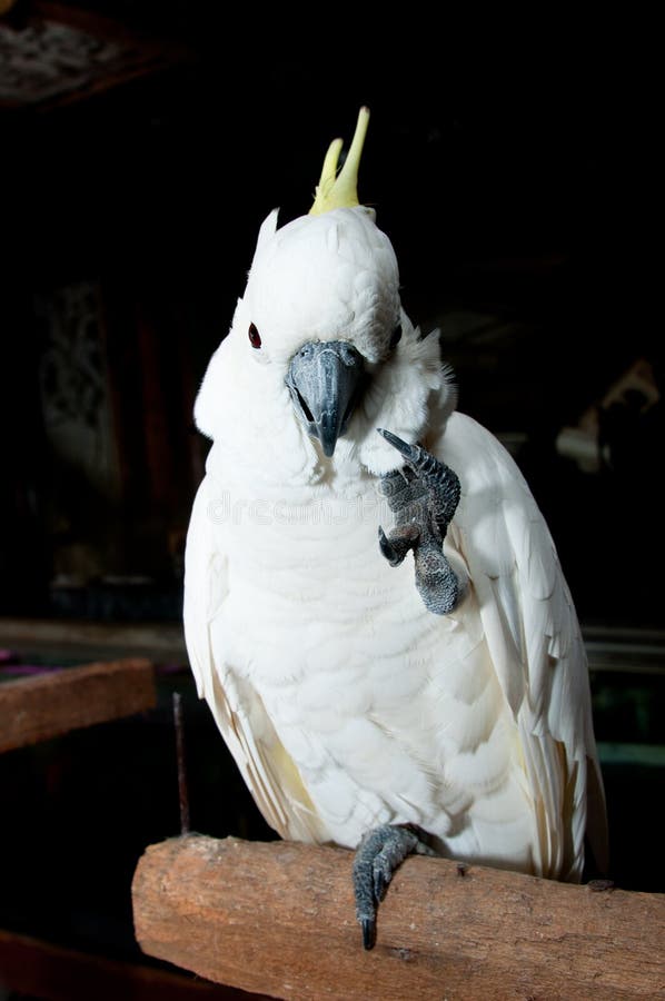 White Crested Cockatoo stock image. Image of intelligent - 18399689