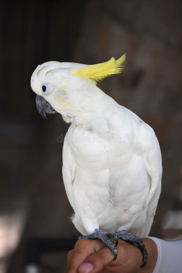 White Crested Cockatoo Bird with His Head Turned Stock Image - Image of ...
