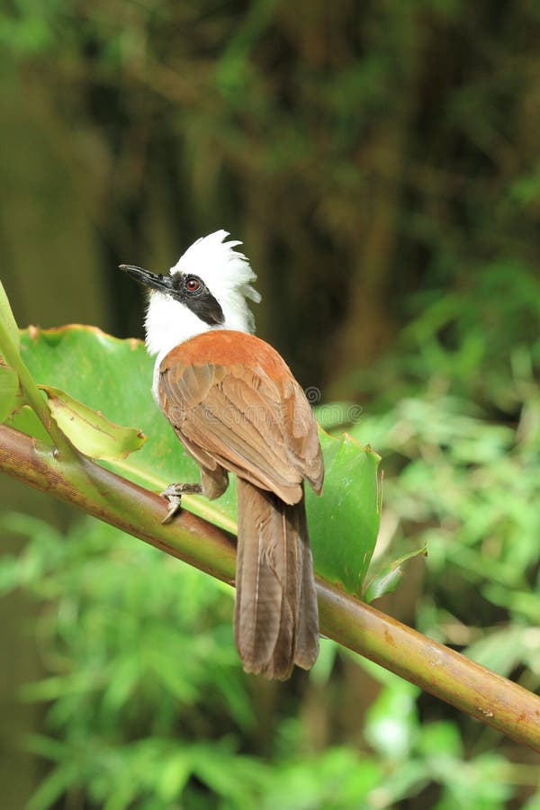 White Crested Laughing Thrush Bird Stock Photo - Image of avian ...