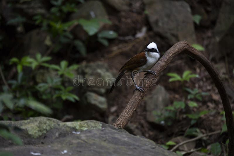 White - Crested Laughingthrush Stock Image - Image of vocal, white ...