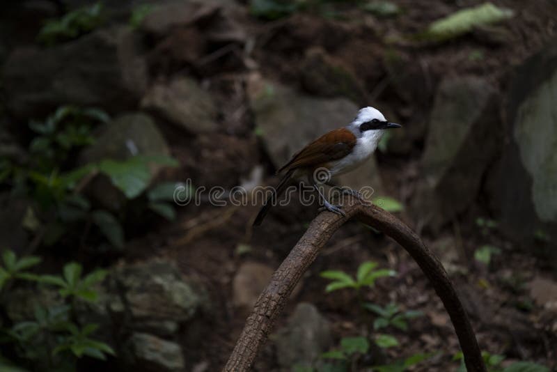 White - Crested Laughingthrush Stock Image - Image of looking, himalaya ...