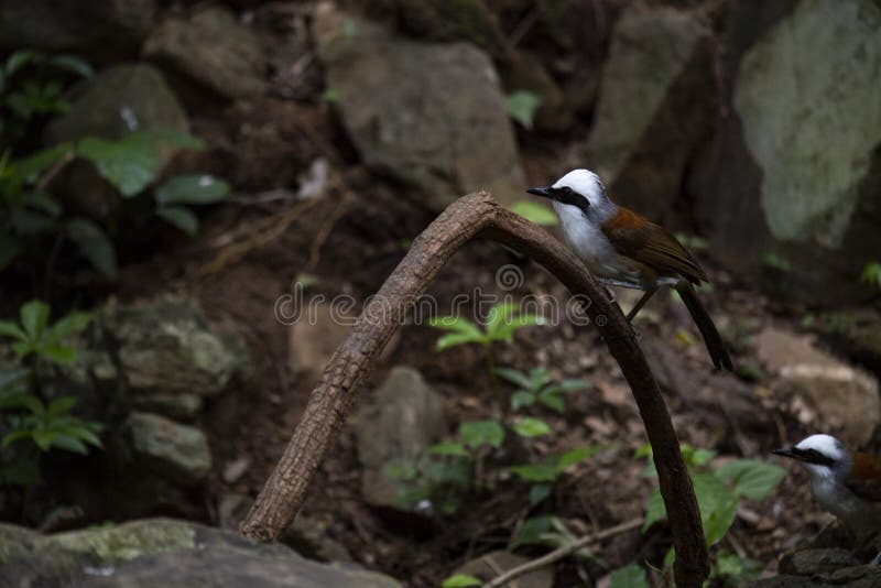 White - Crested Laughingthrush Stock Image - Image of vocal, himalaya ...