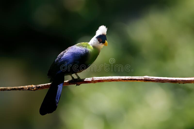 White-crested Turaco bird stock photo. Image of musophagiformes - 305339440