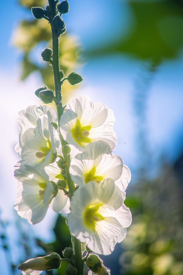 White crimson malva flower stock image. Image of summer - 226582463